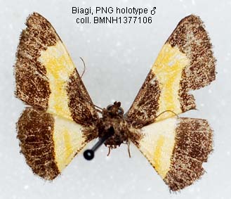 Papua Insects Foundation (Lepidoptera/Geometridae(Ennominae)/Ninodes ...